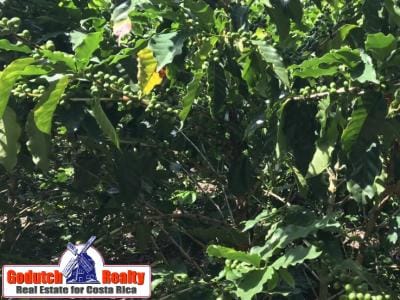 Costa Rican Coffee – What Makes It So Special? - Ivo's Blog by Godutch ...